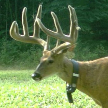 Collared Deer Feature | National Deer Association